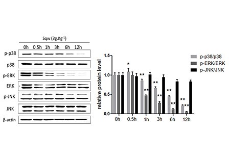 Western Blot检测 - 分子生物学平台